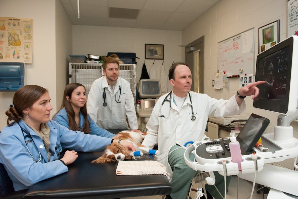 Testimonials – Atlantic Veterinary College Small Animal Emergency and ...